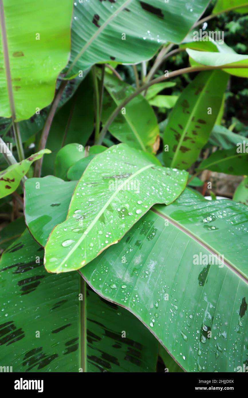 banana plant, blood banana or Musa acuminata or Musa balbisiana leaf ...