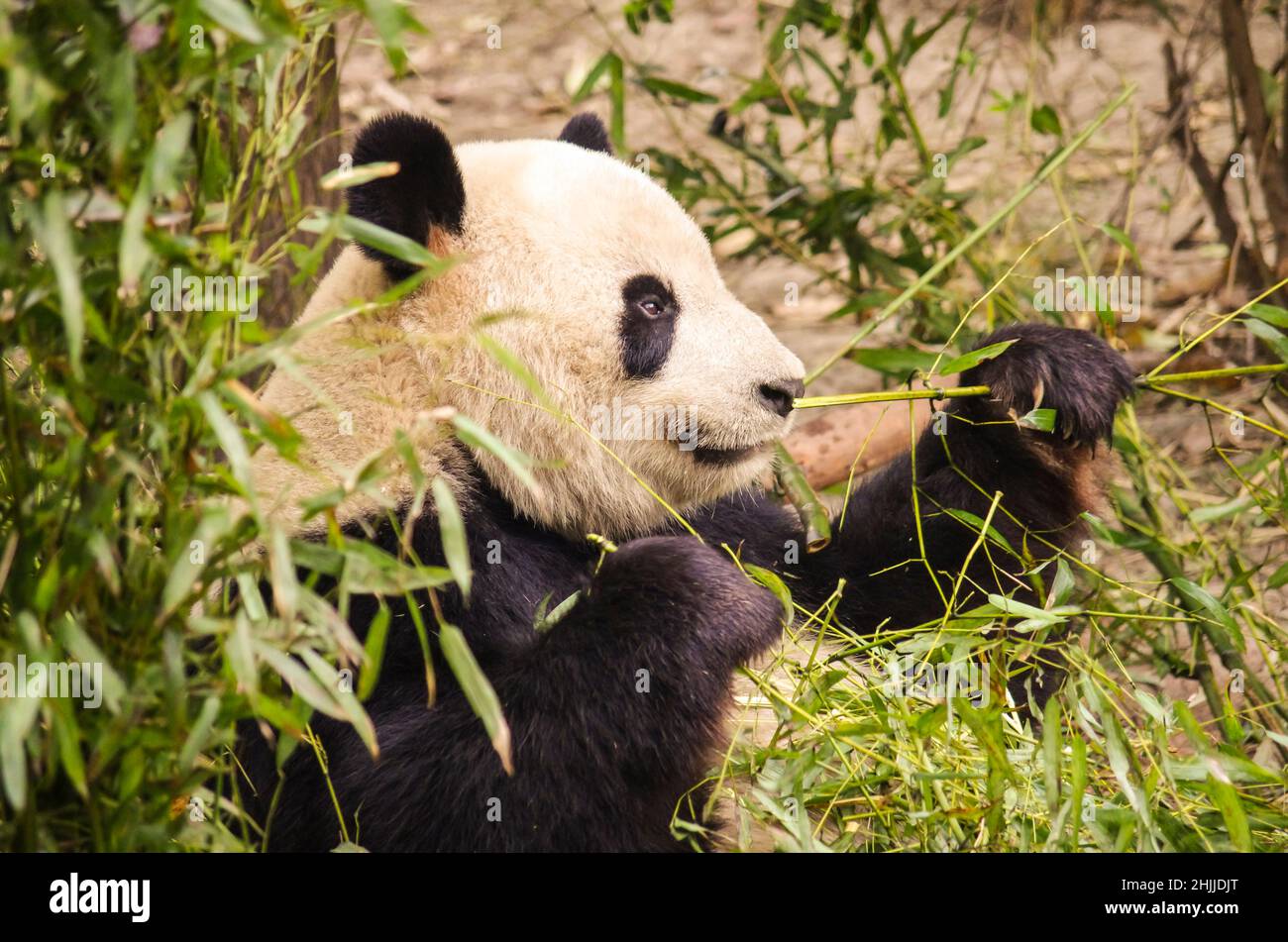Giant panda, ChengDu panda Base, Sichuan , China Stock Photo - Alamy
