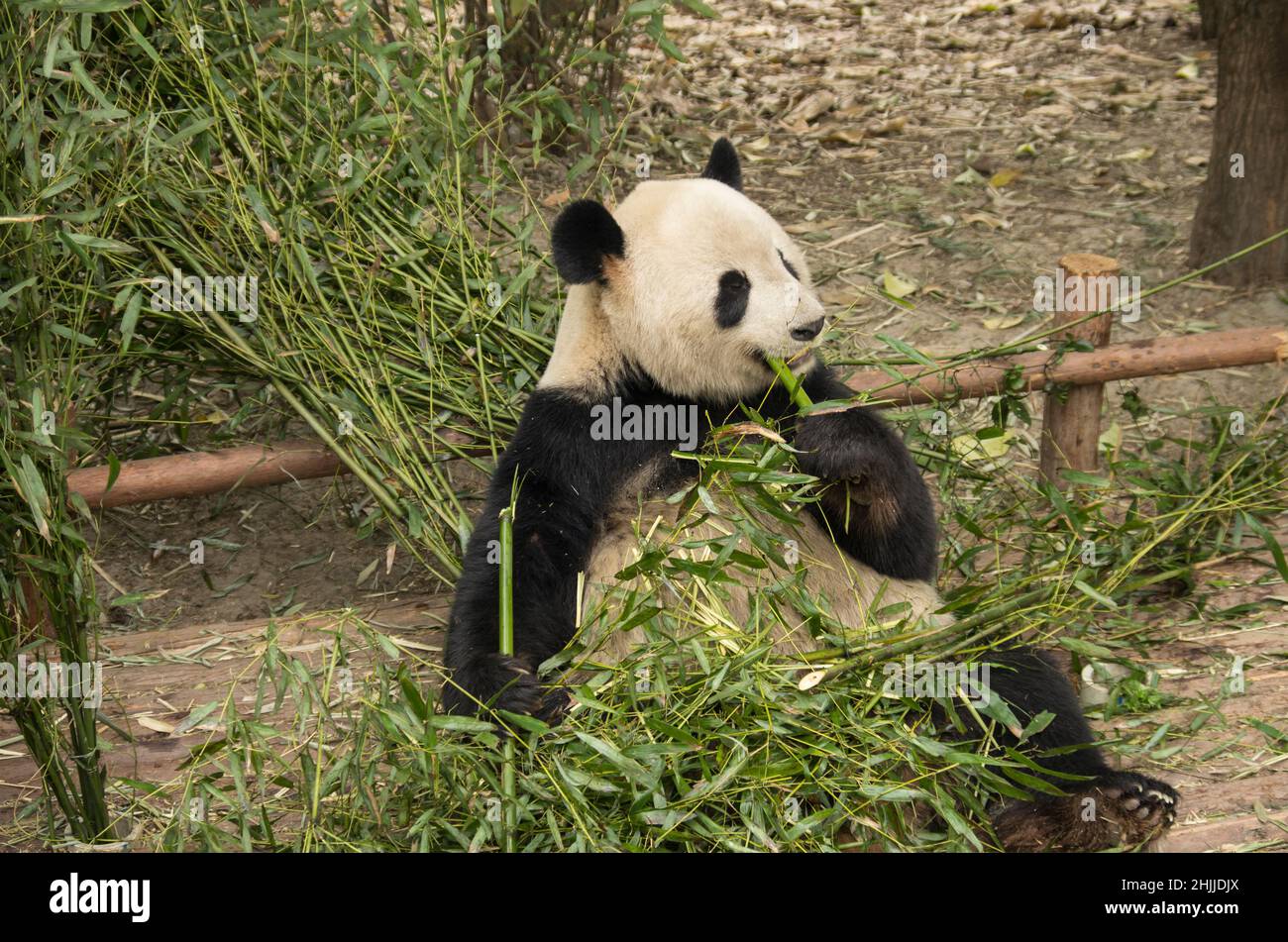 Giant panda, ChengDu panda Base, Sichuan , China Stock Photo - Alamy
