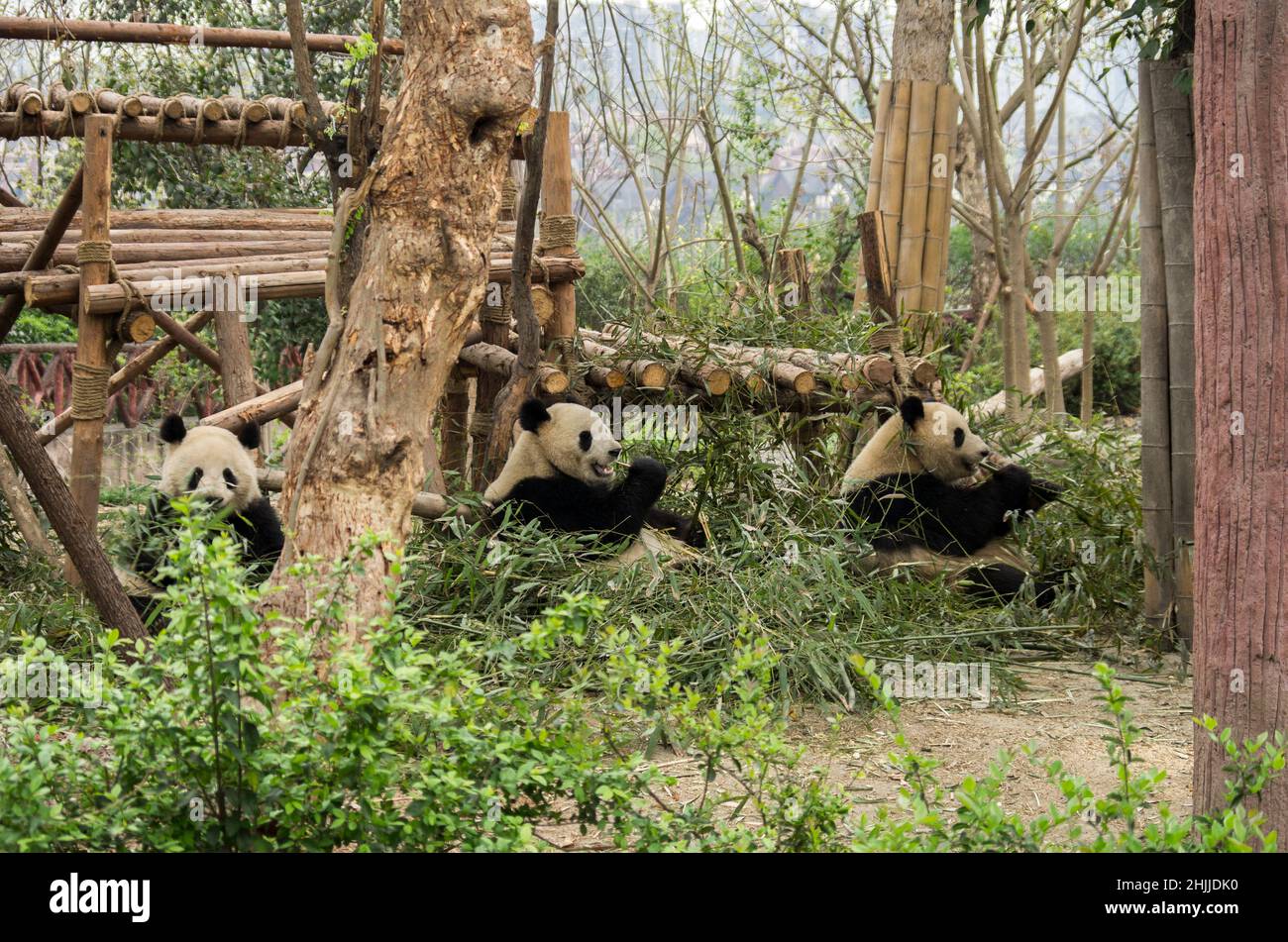 Giant panda, ChengDu panda Base, Sichuan , China Stock Photo - Alamy