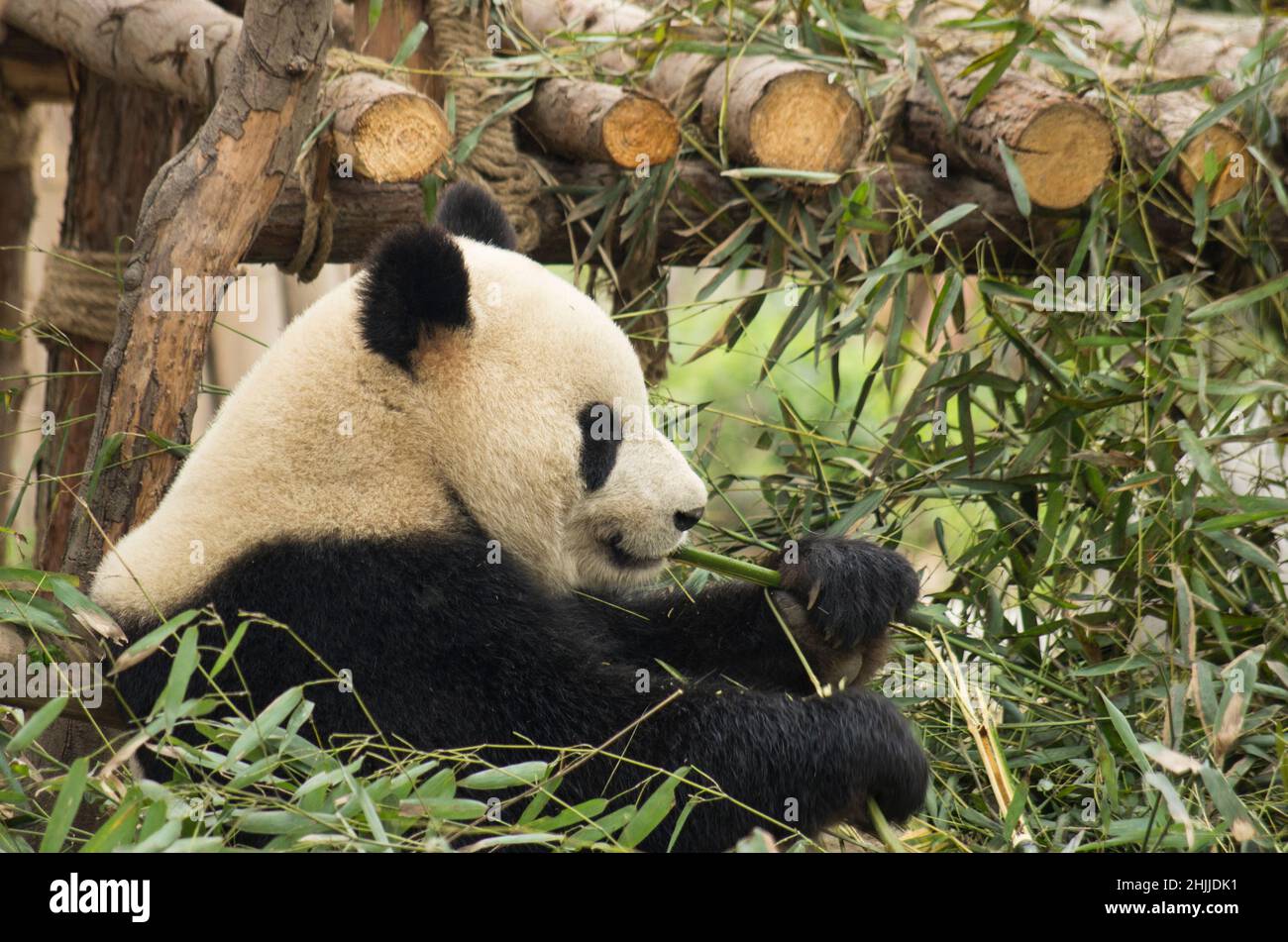 Giant panda, ChengDu panda Base, Sichuan , China Stock Photo - Alamy