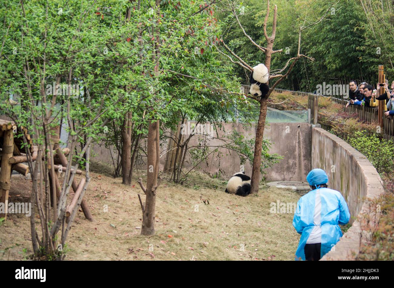 Chengdu panda babies hi-res stock photography and images - Alamy