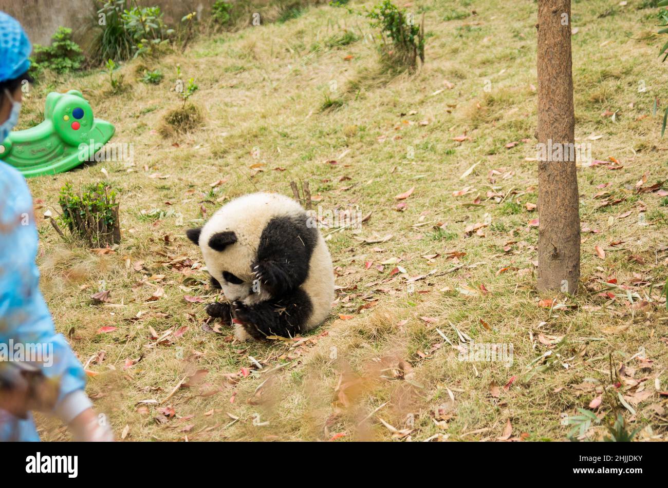 Giant panda, ChengDu panda Base, Sichuan , China Stock Photo - Alamy