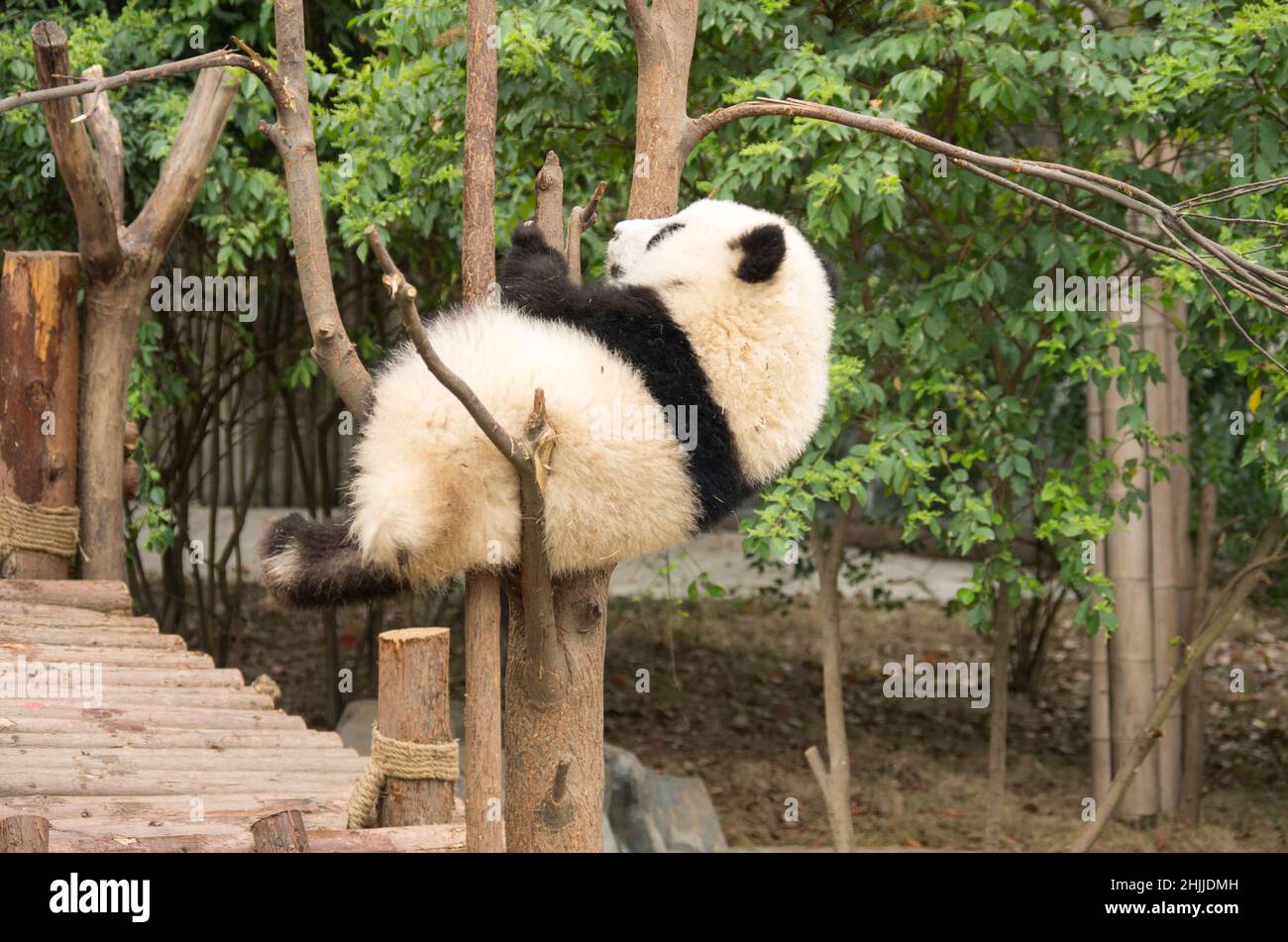 Giant panda, ChengDu panda Base, Sichuan , China Stock Photo - Alamy