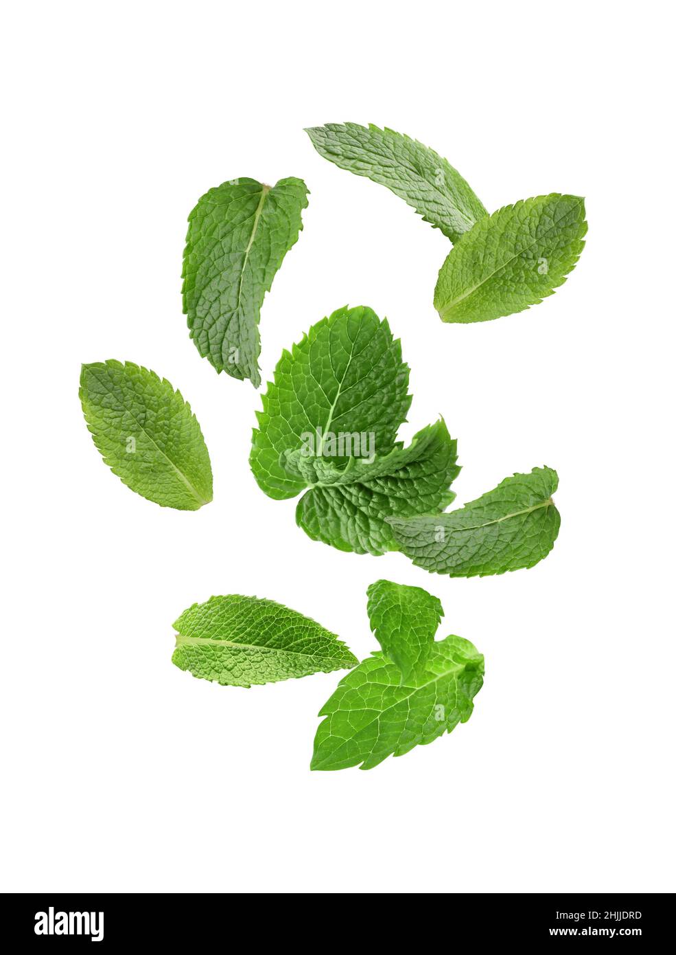 Flying green mint leaves on white background Stock Photo - Alamy