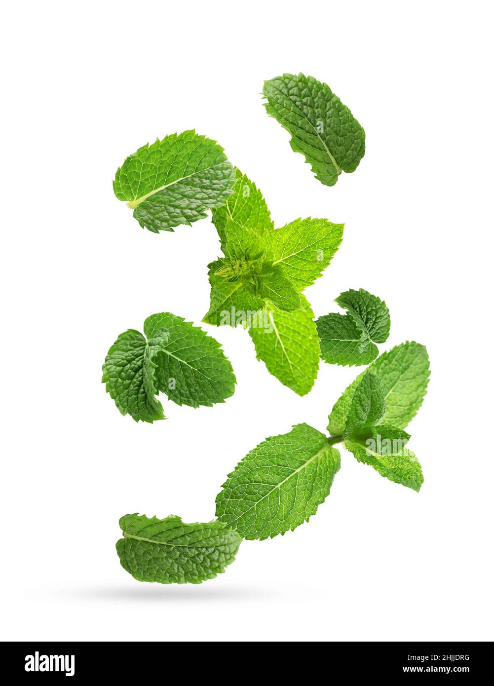 Flying green mint leaves on white background Stock Photo - Alamy