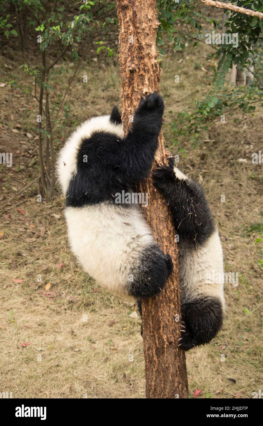 Giant panda, ChengDu panda Base, Sichuan , China Stock Photo - Alamy