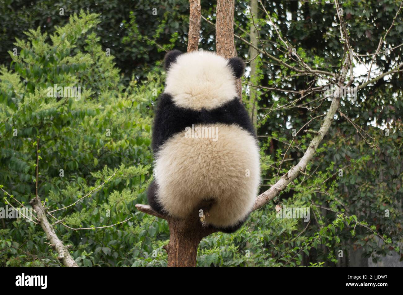 Giant panda, ChengDu panda Base, Sichuan , China Stock Photo - Alamy