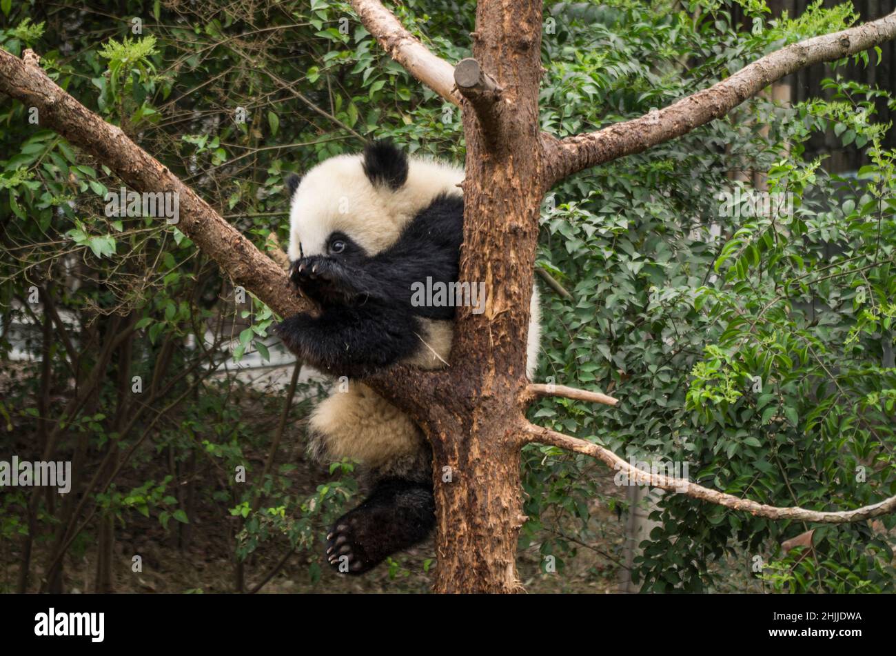 Giant panda, ChengDu panda Base, Sichuan , China Stock Photo - Alamy