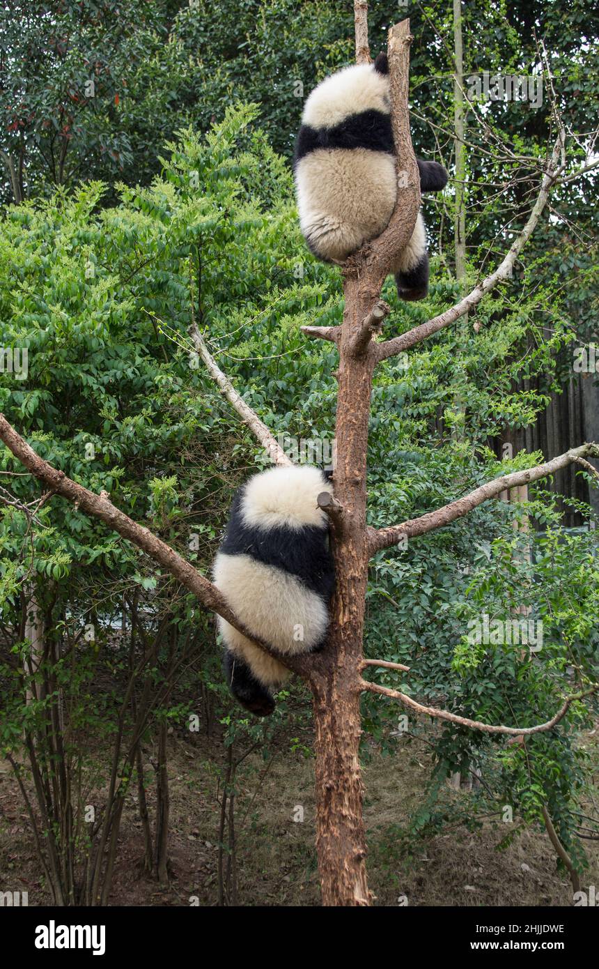 Giant panda, ChengDu panda Base, Sichuan , China Stock Photo - Alamy