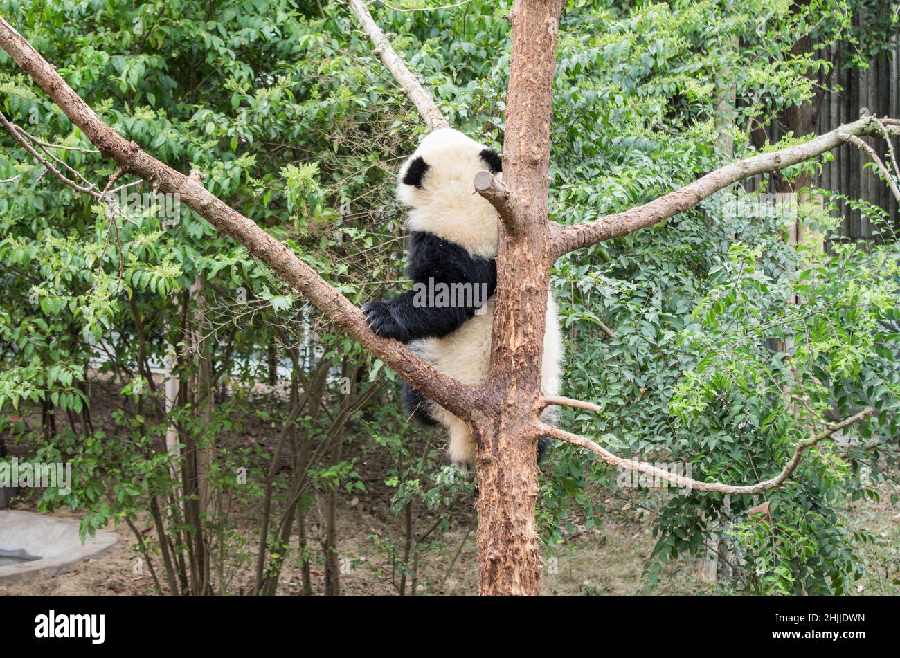Giant panda, ChengDu panda Base, Sichuan , China Stock Photo - Alamy