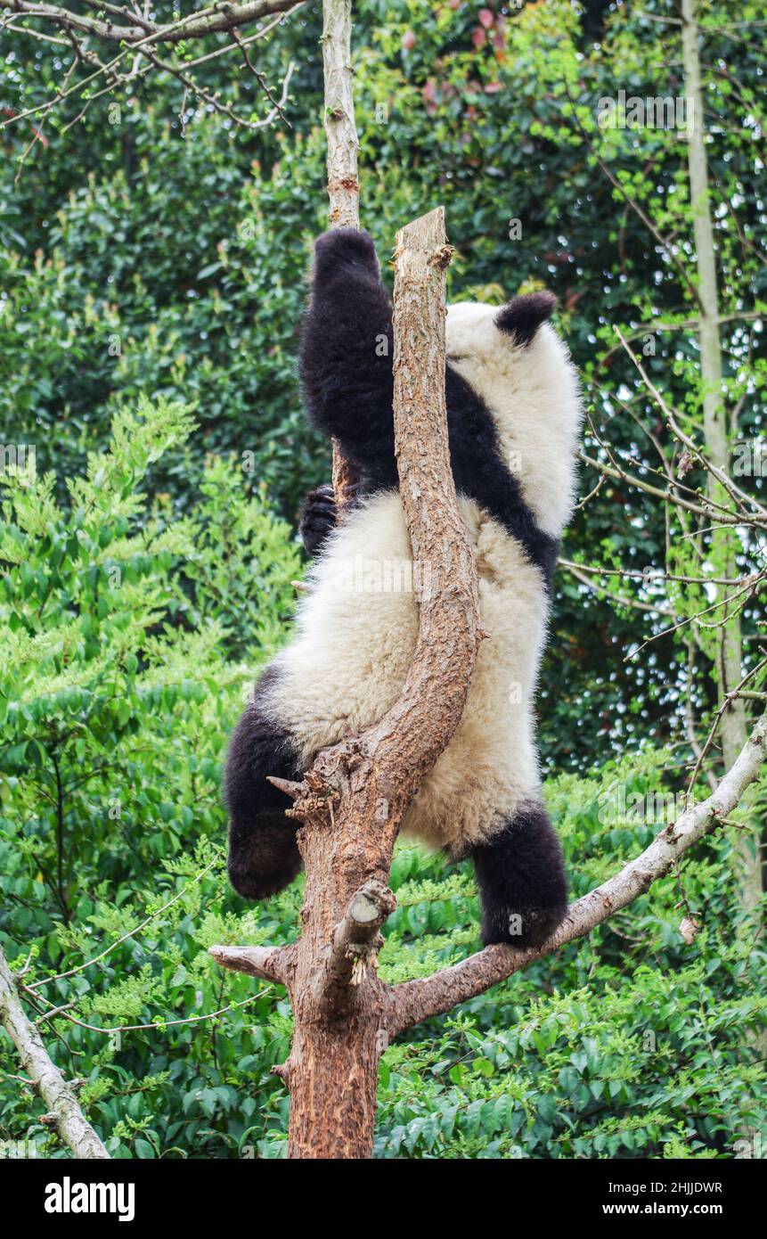 Giant panda, ChengDu panda Base, Sichuan , China Stock Photo - Alamy