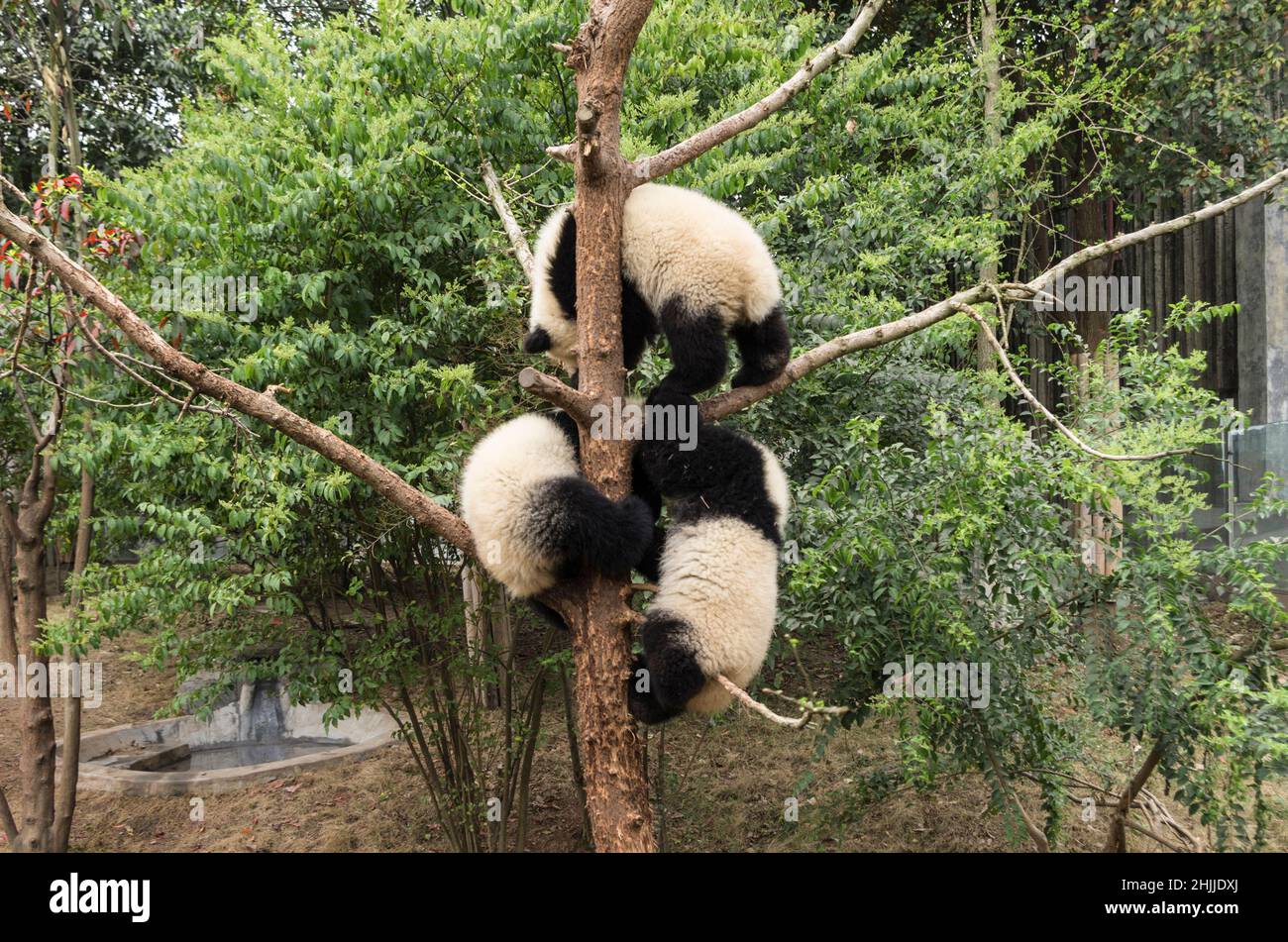 Giant panda, ChengDu panda Base, Sichuan , China Stock Photo - Alamy