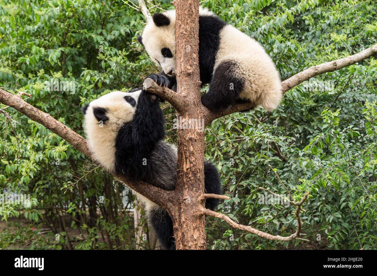 Giant panda, ChengDu panda Base, Sichuan , China Stock Photo - Alamy