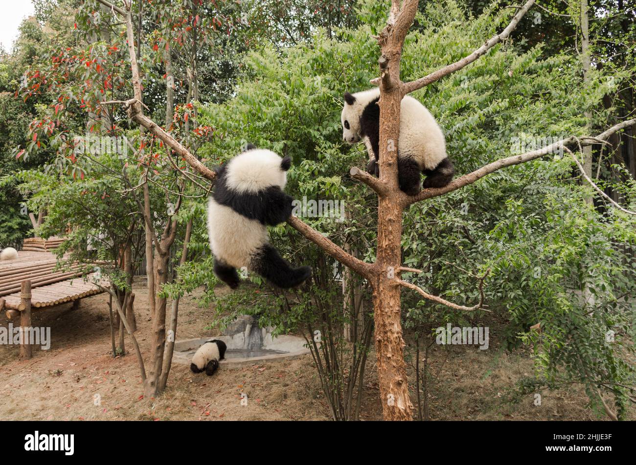 Giant panda, ChengDu panda Base, Sichuan , China Stock Photo - Alamy