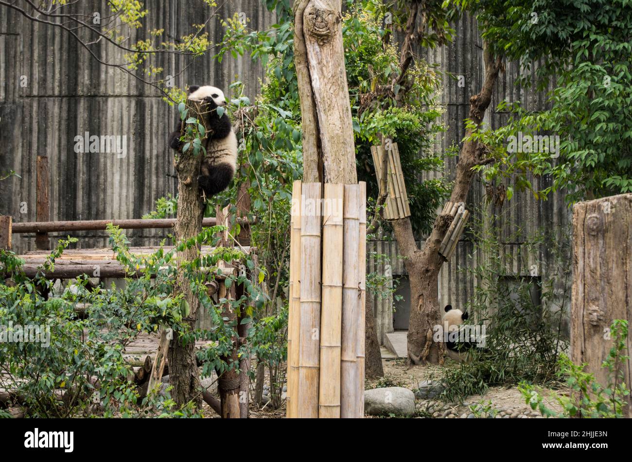 Giant panda, ChengDu panda Base, Sichuan , China Stock Photo - Alamy