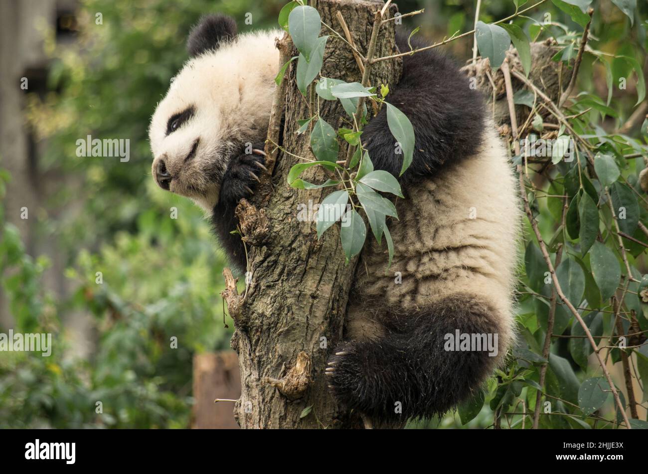 Giant panda, ChengDu panda Base, Sichuan , China Stock Photo - Alamy