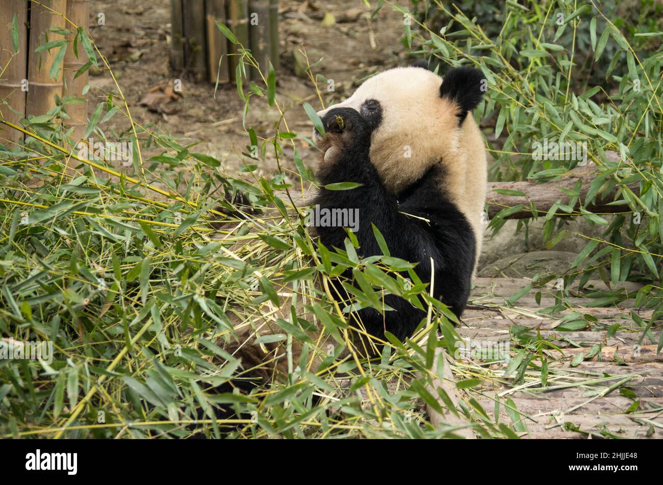 Giant panda, ChengDu panda Base, Sichuan , China Stock Photo - Alamy