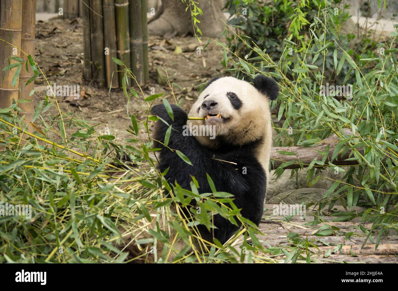 Giant panda, ChengDu panda Base, Sichuan , China Stock Photo - Alamy