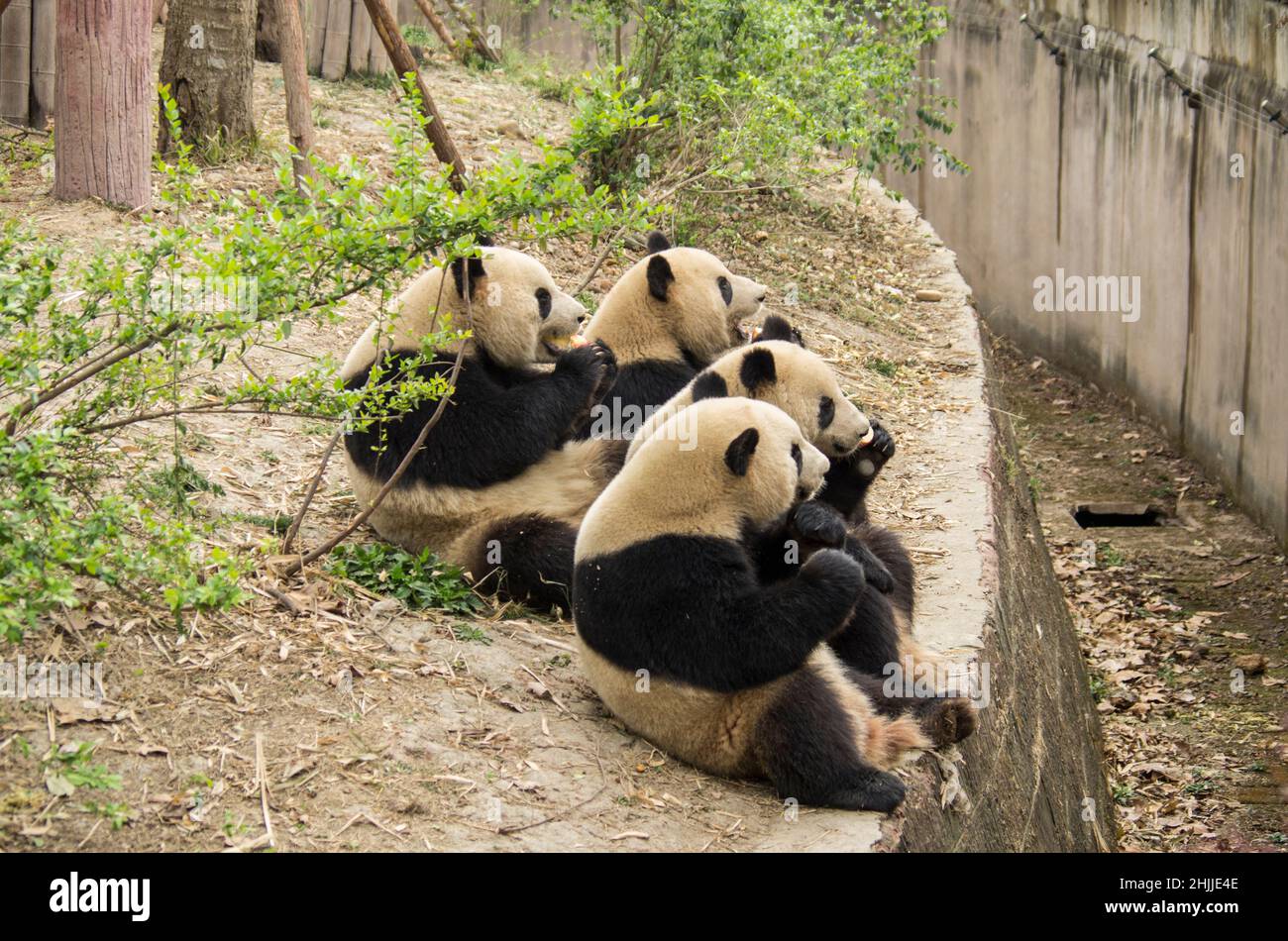 National zoo and pandas and adult hi-res stock photography and images ...