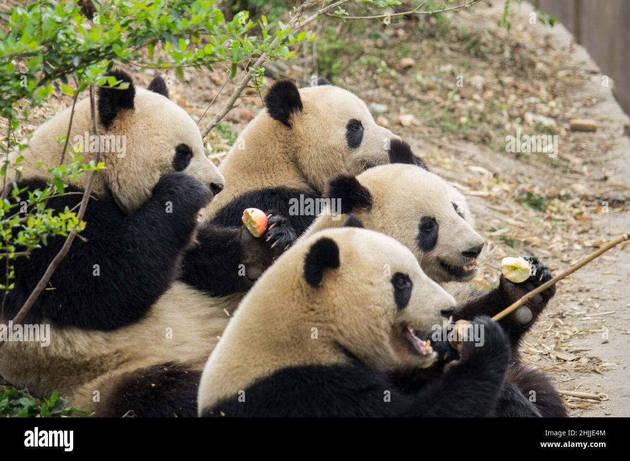 Giant panda, ChengDu panda Base, Sichuan , China Stock Photo - Alamy