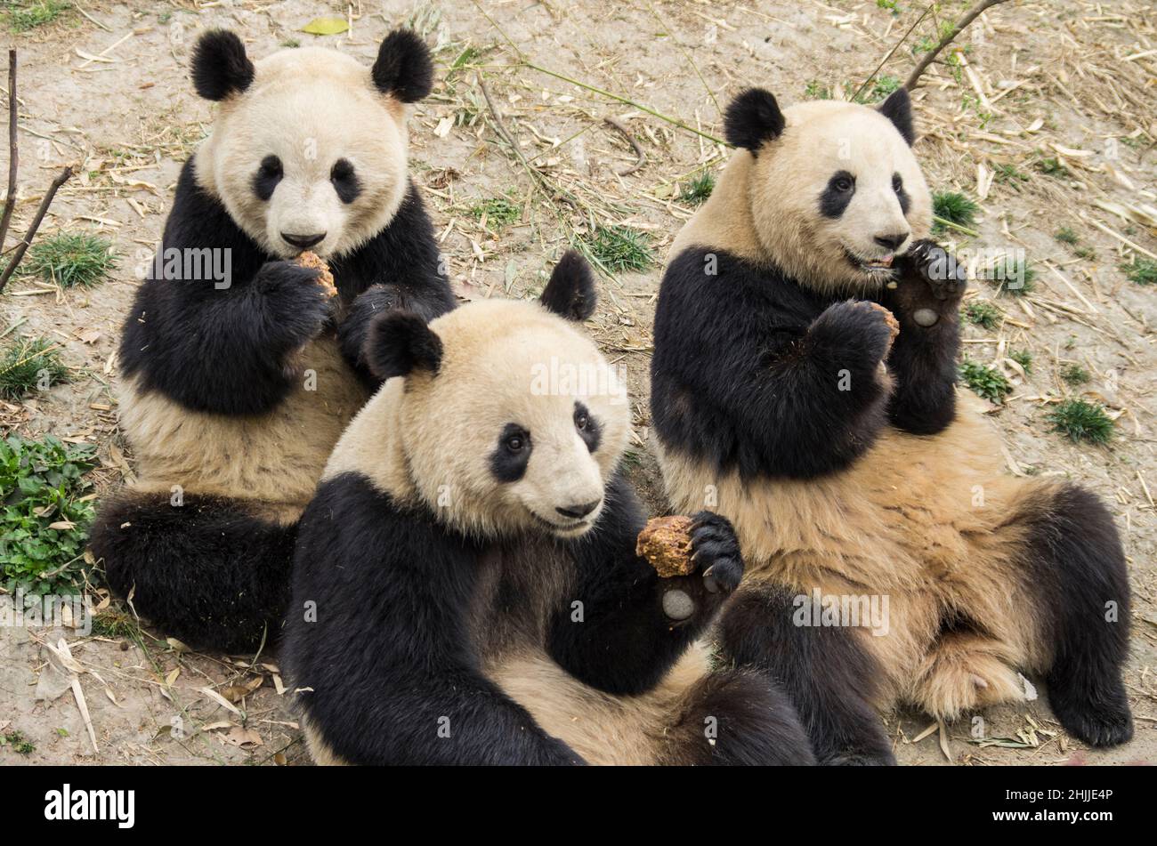Giant panda, ChengDu panda Base, Sichuan , China Stock Photo - Alamy