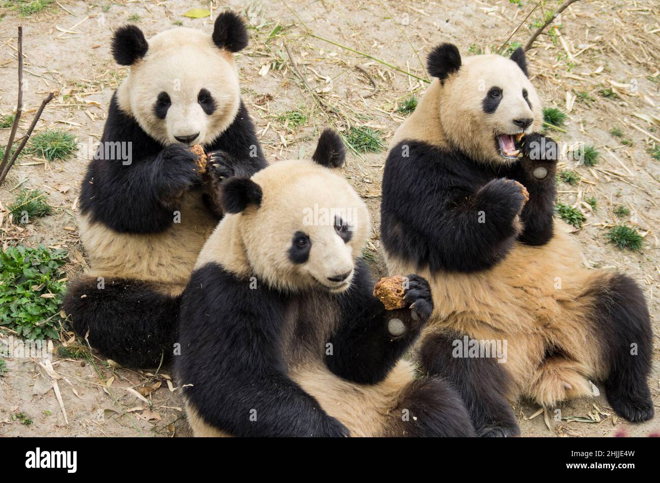 Giant panda, ChengDu panda Base, Sichuan , China Stock Photo - Alamy