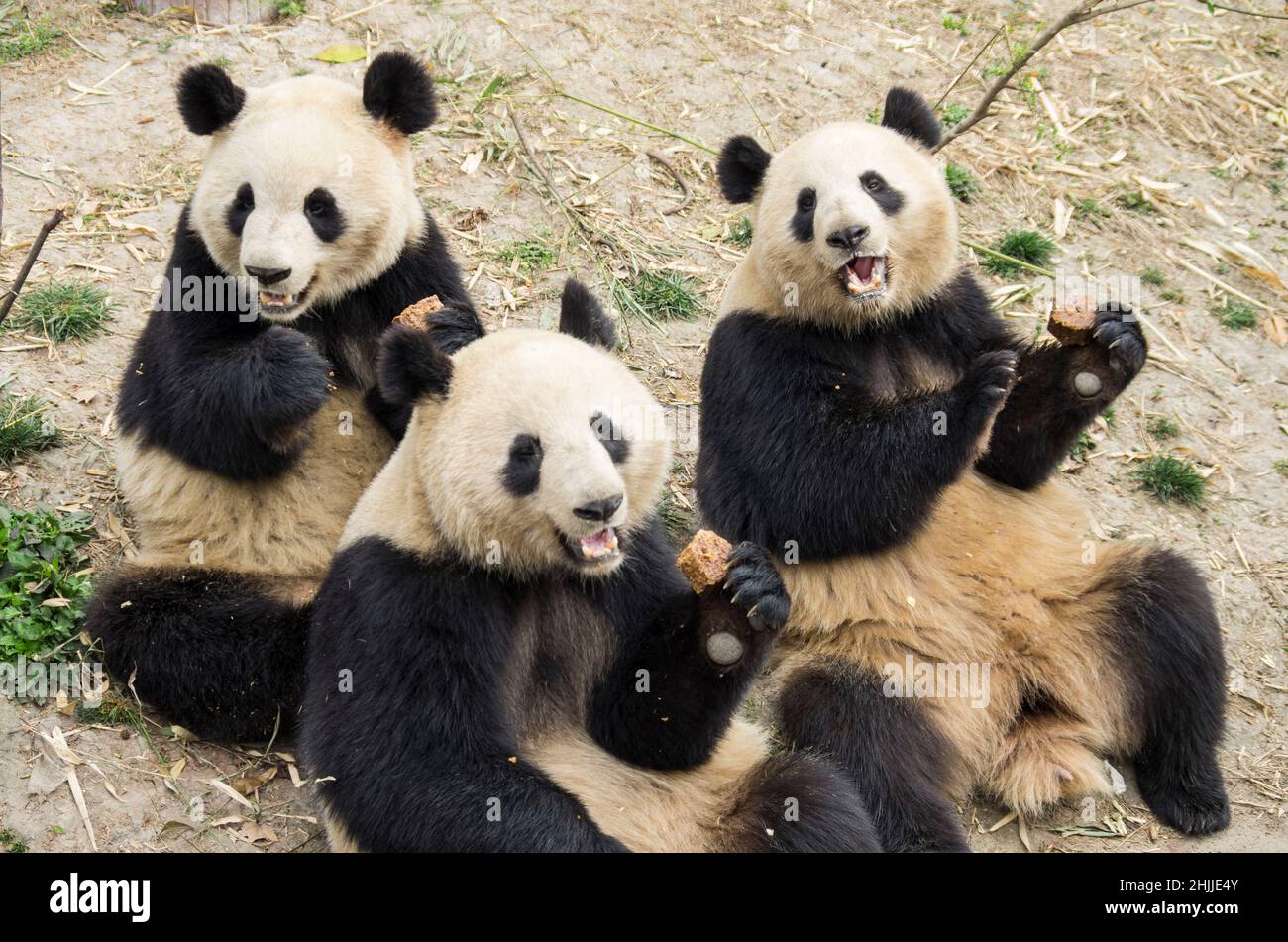 Giant panda, ChengDu panda Base, Sichuan , China Stock Photo - Alamy