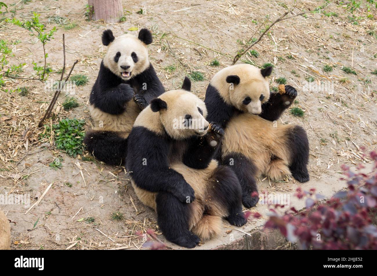 Giant panda, ChengDu panda Base, Sichuan , China Stock Photo - Alamy