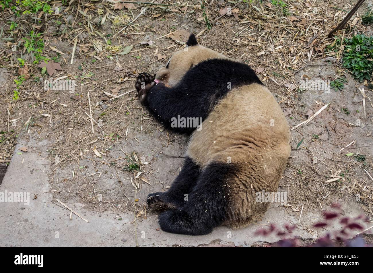 Giant panda, ChengDu panda Base, Sichuan , China Stock Photo - Alamy