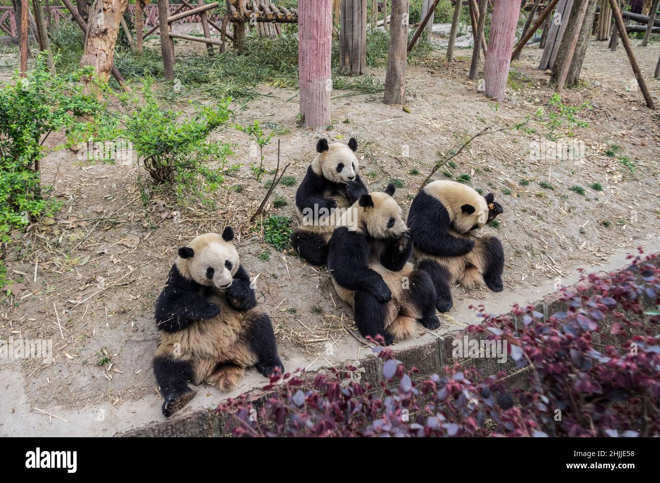 Giant panda, ChengDu panda Base, Sichuan , China Stock Photo - Alamy