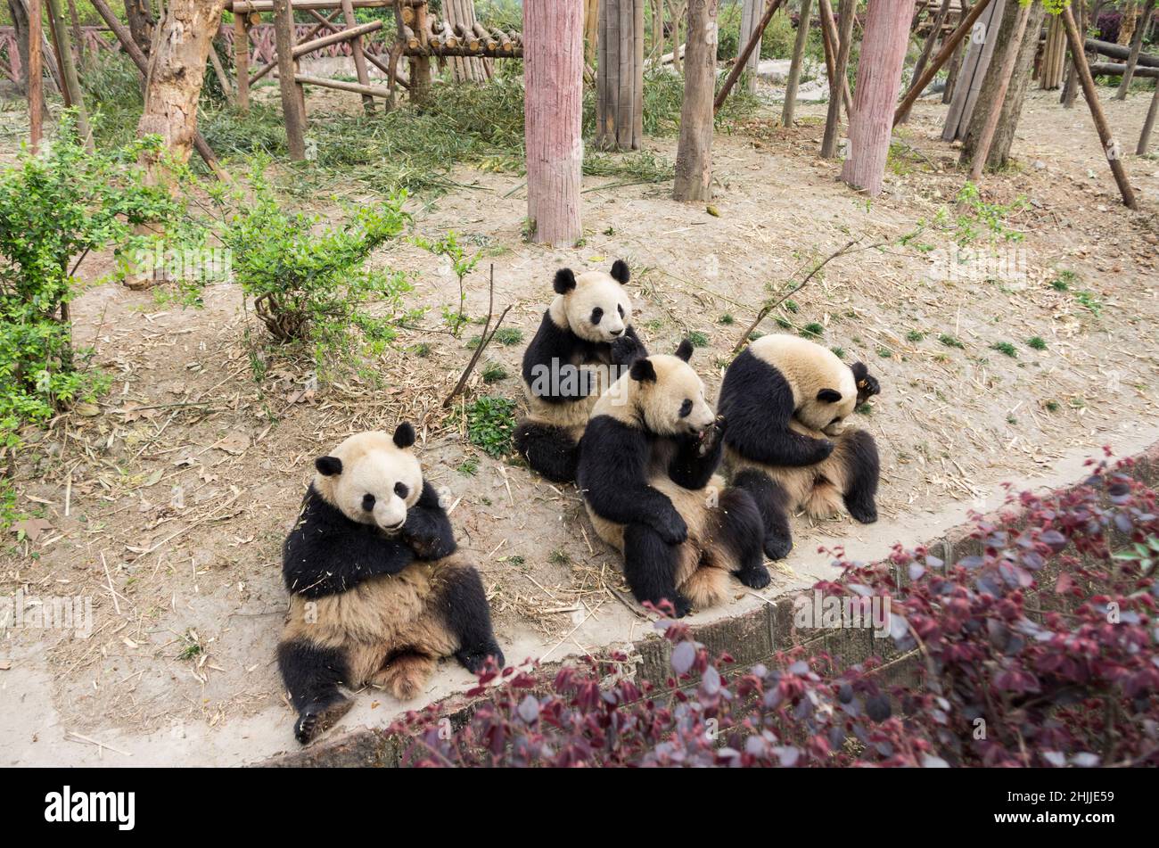 Giant panda, ChengDu panda Base, Sichuan , China Stock Photo - Alamy