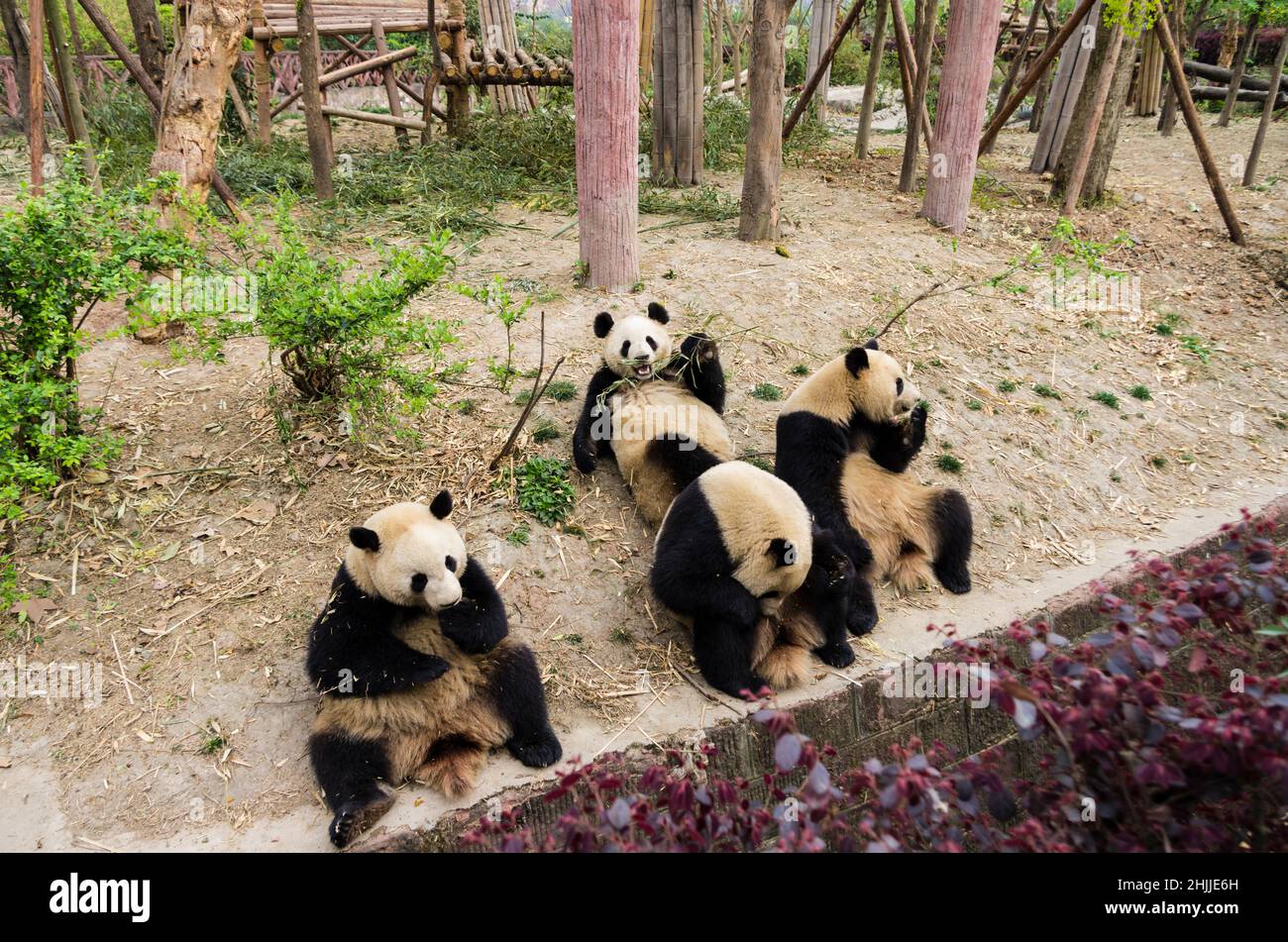 Giant panda, ChengDu panda Base, Sichuan , China Stock Photo - Alamy