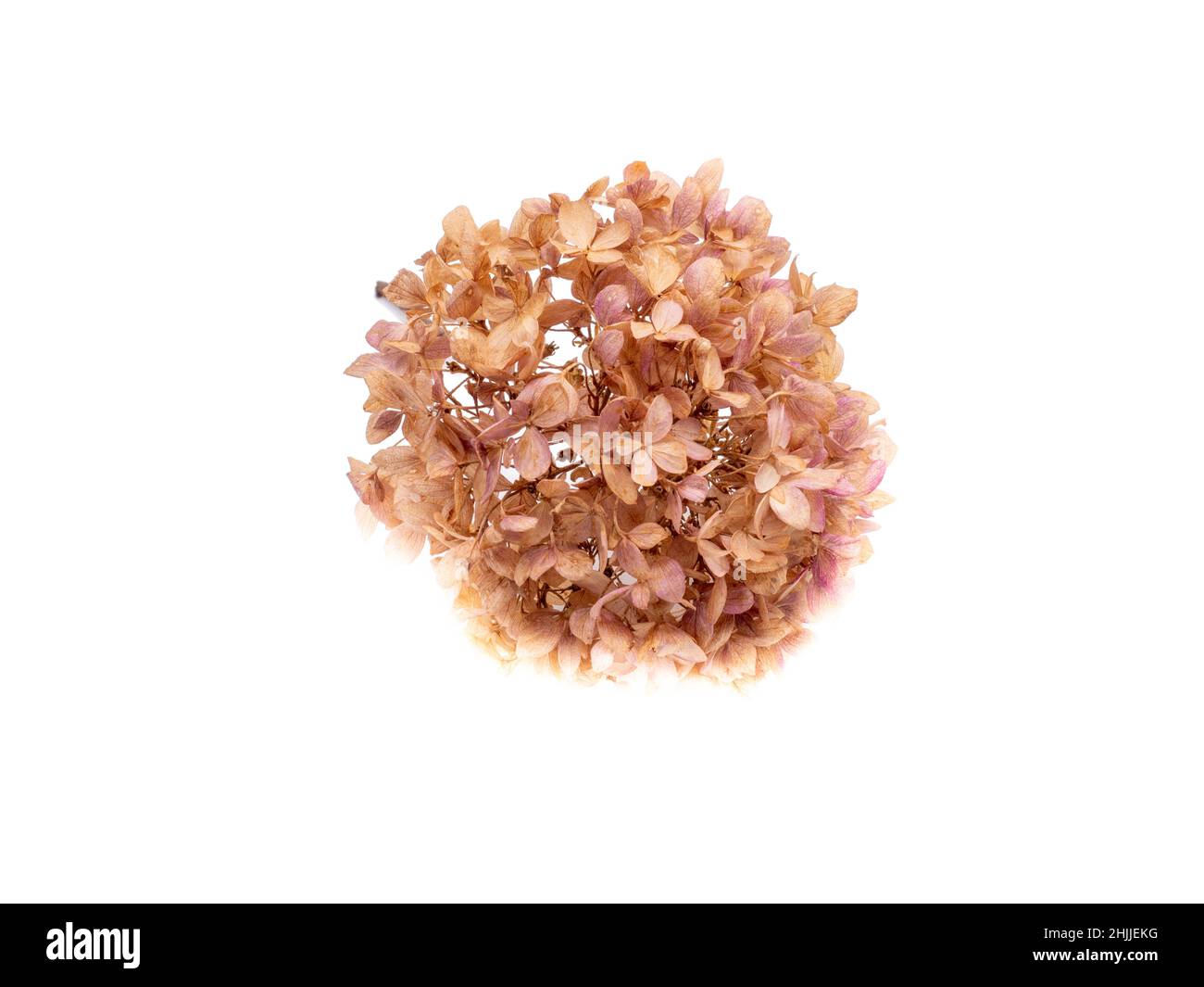 Black coral on reef Cut Out Stock Images & Pictures - Alamy