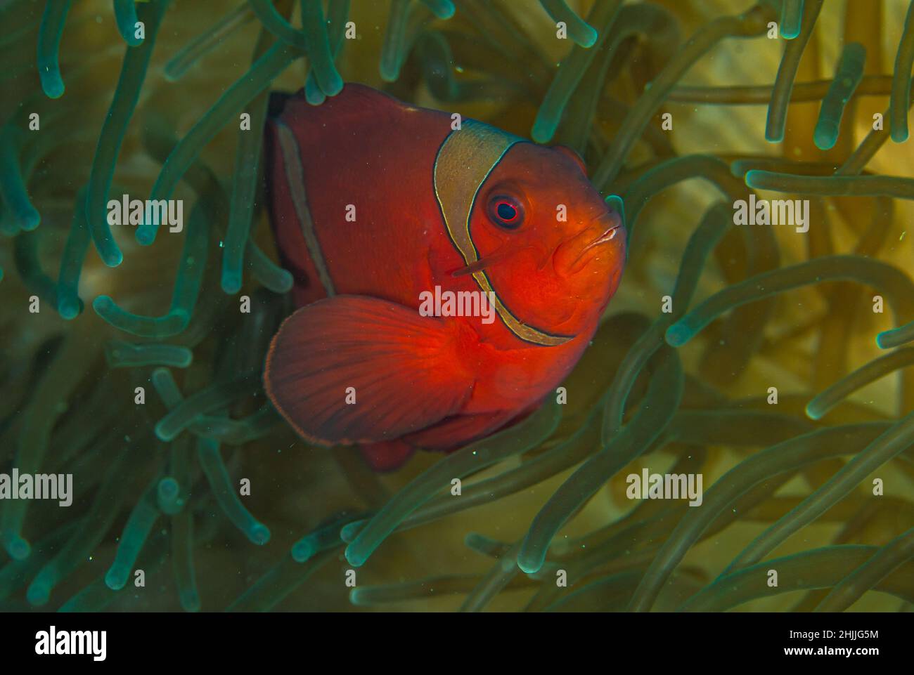 Octopus underwater perspective hi-res stock photography and images - Alamy