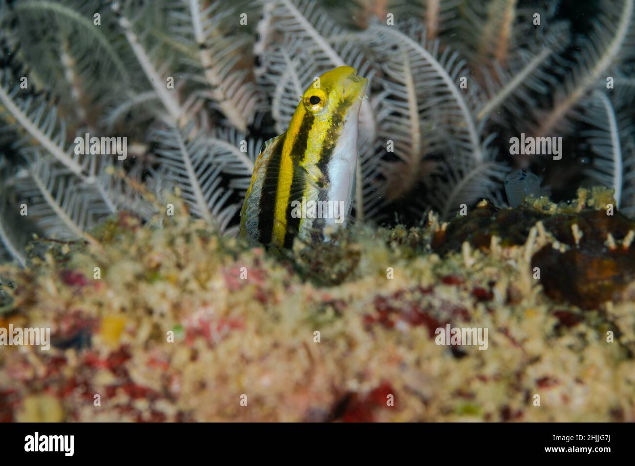 Blenny Fish shows the act Stock Photo - Alamy