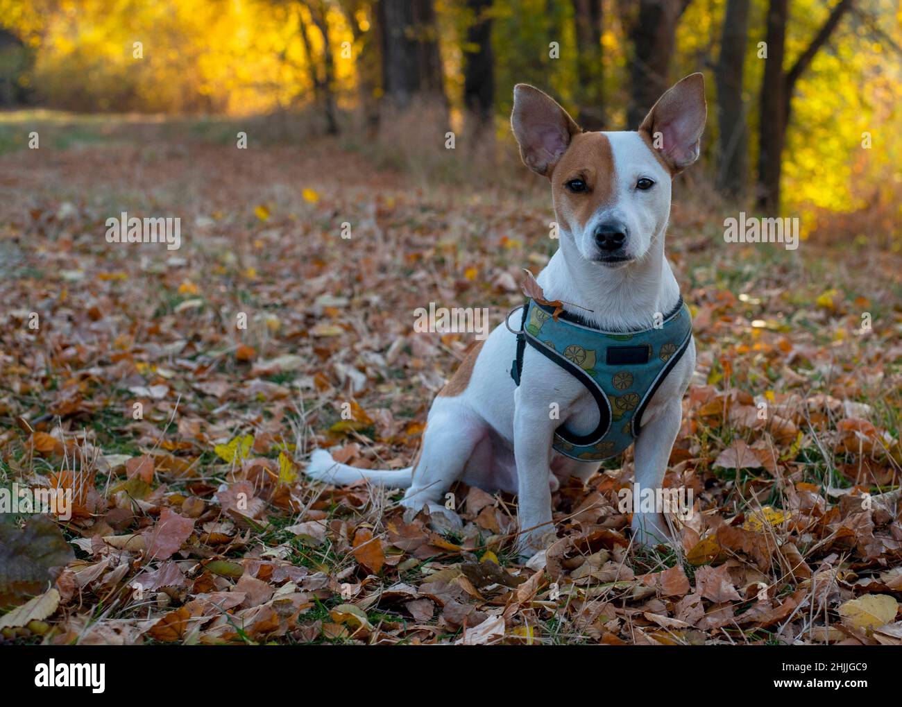 Dog breed Jack Russell Terrier sits on dry yellow leaves in the forest ...