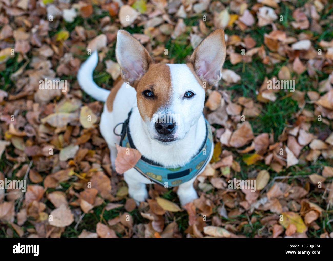 Photo from the top of the dog breed Jack Russell Terrier sits on dry ...