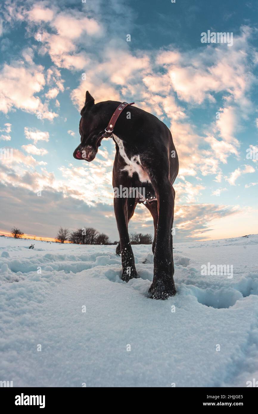 Big dog runs in the snow in winter, Great Dane explores the snow field ...