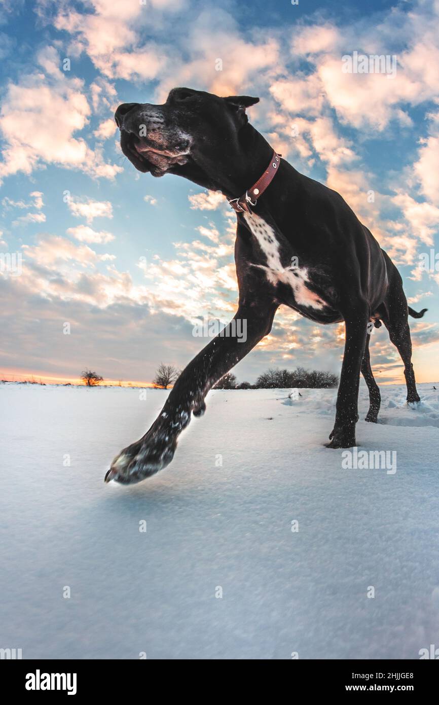 Big dog runs in the snow in winter, Great Dane explores the snow field ...