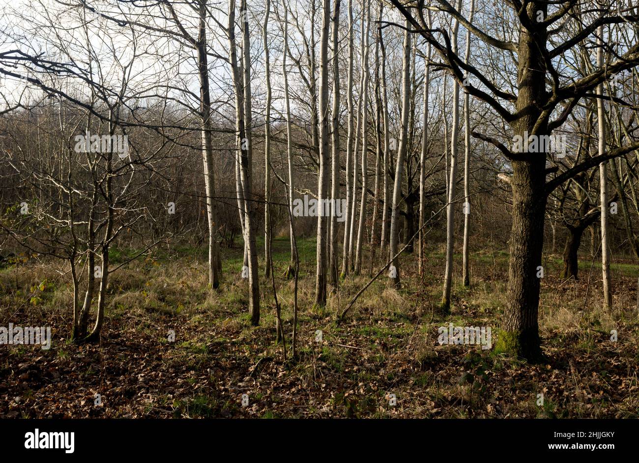 Woodgate Valley Country Park in winter, West Midlands, England, UK ...