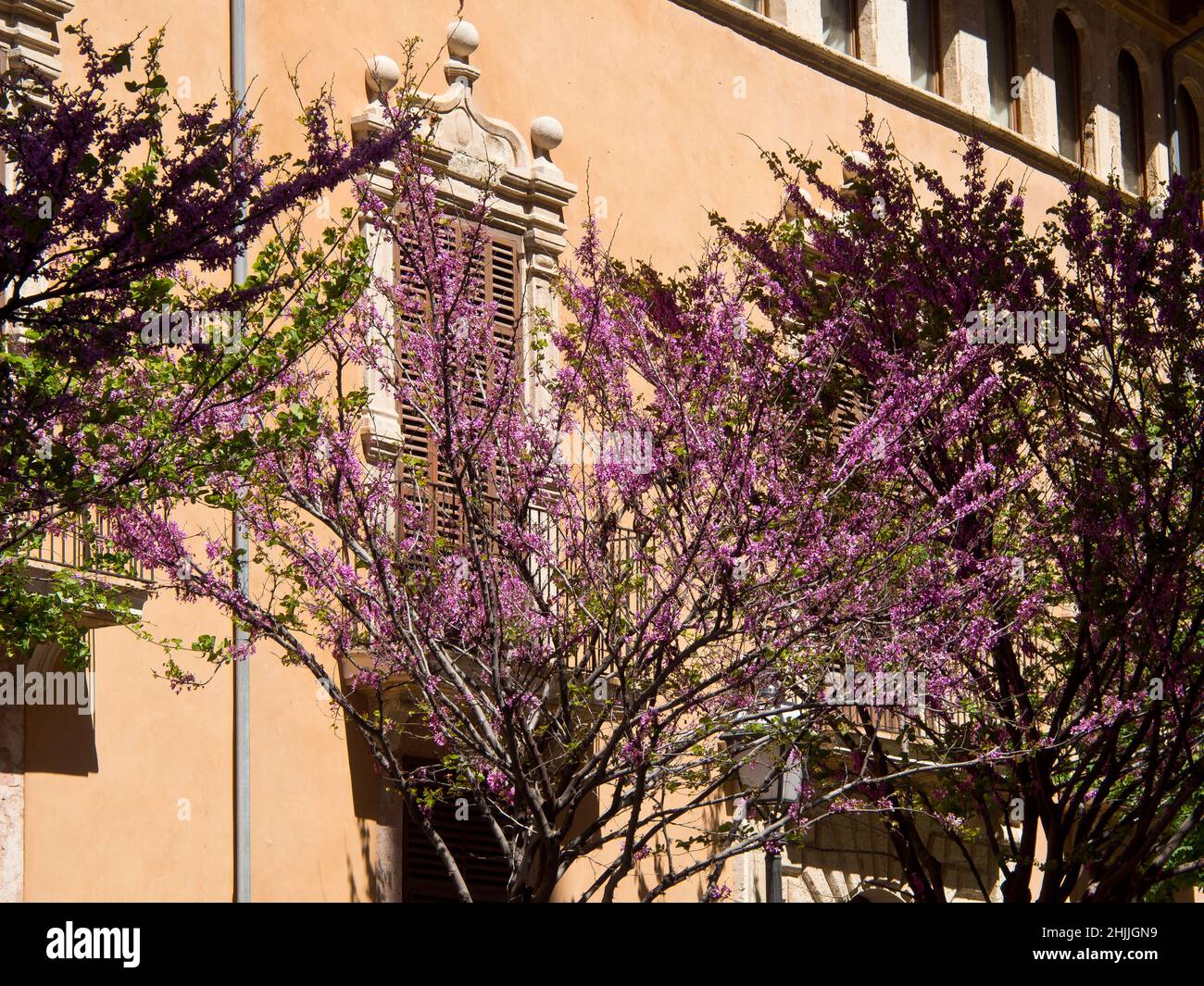 Palam mallorca hi-res stock photography and images - Alamy