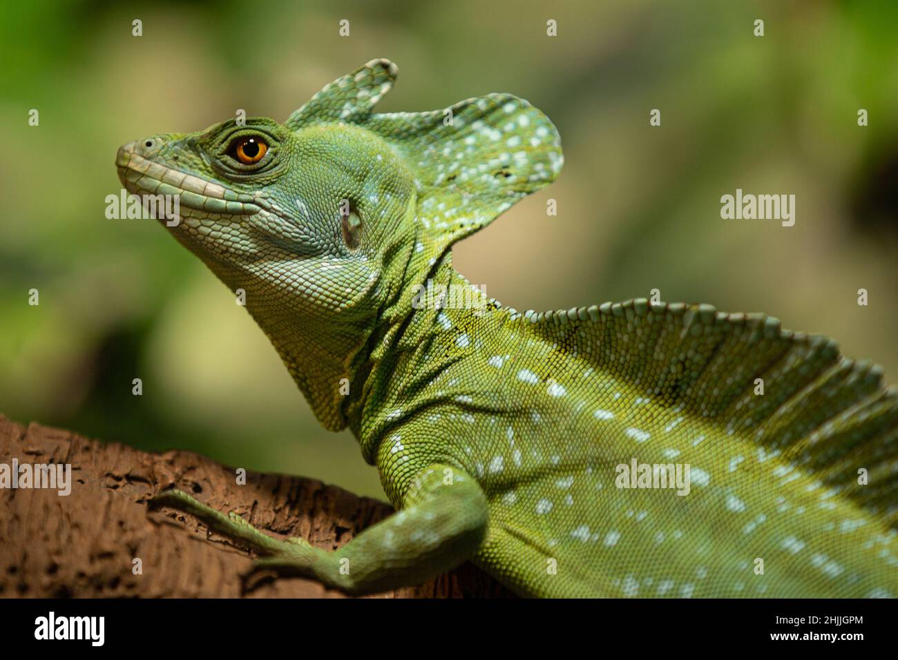 Common basilisk lizard hi-res stock photography and images - Alamy