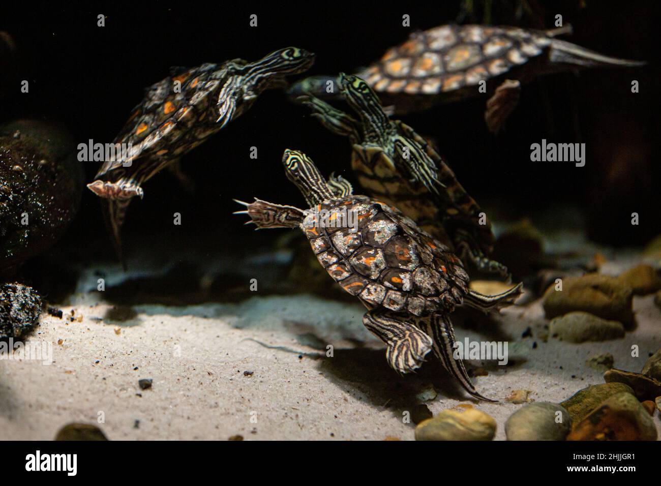 Scenic view of turtles swimming underwater Stock Photo - Alamy