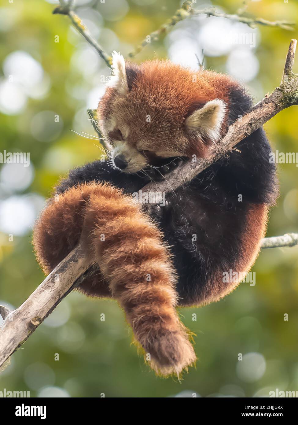 Closeup of a sleeping Red panda Stock Photo - Alamy