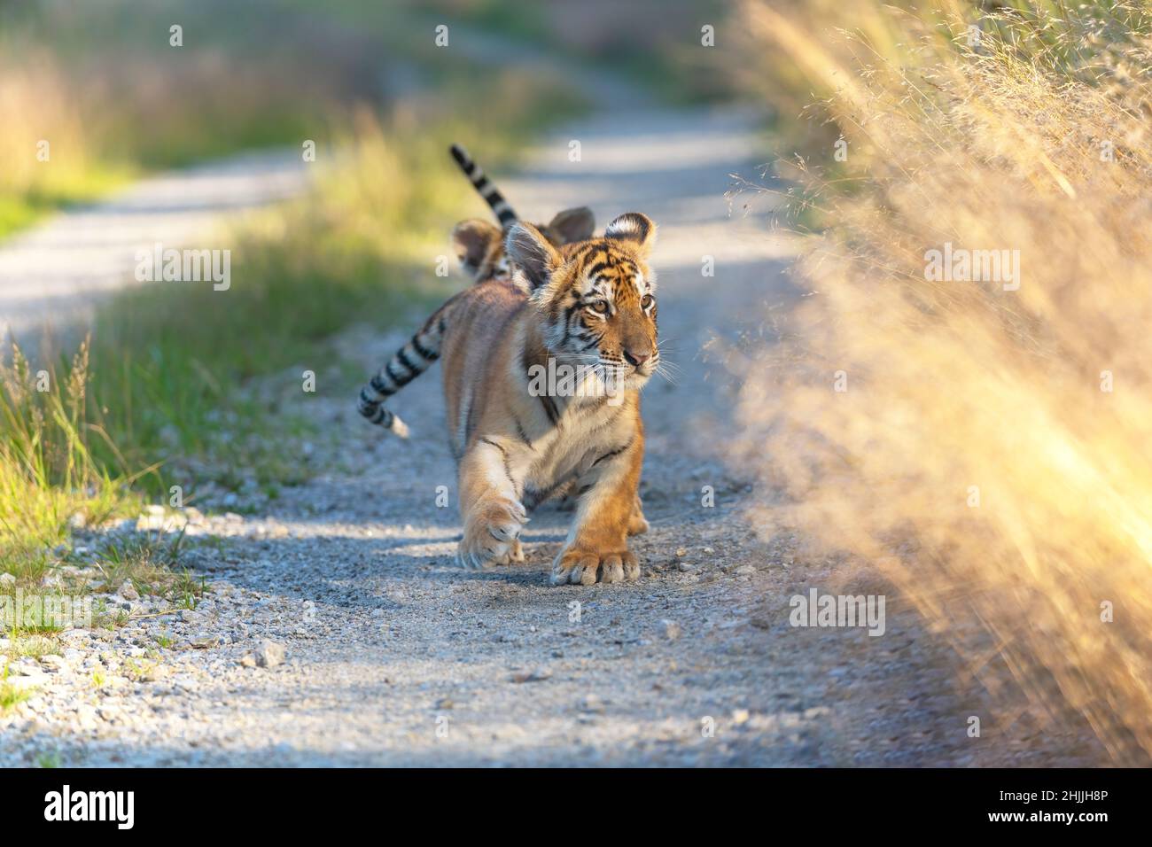 Pair of cute Bengal tiger cubs on a walk behind each other on a forest ...