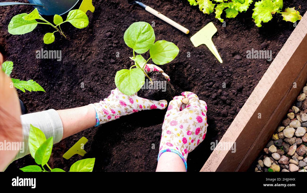 Hands in gardening gloves plant a sprout in a hole in the wooden raised ...