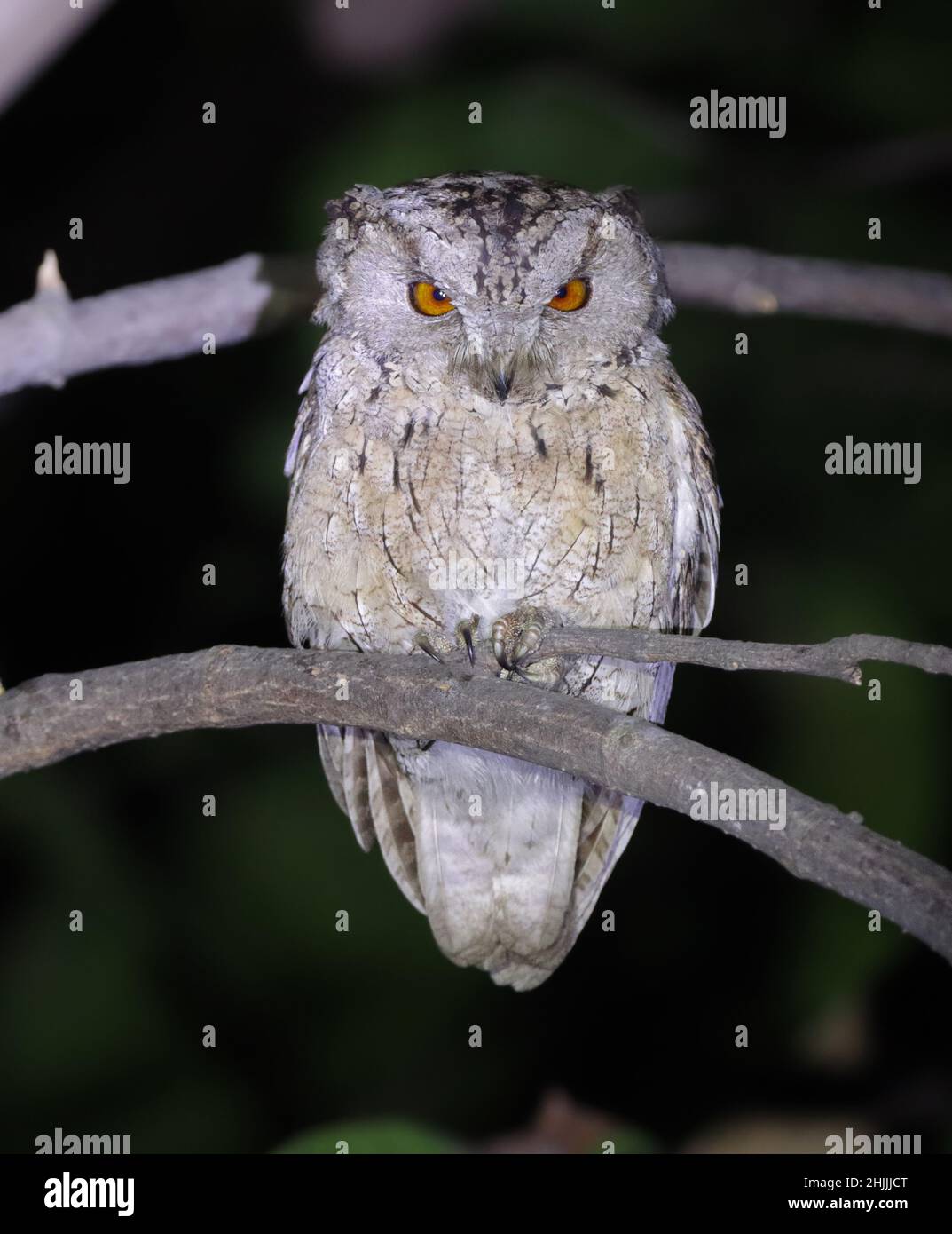 The Indian scops owl is a resident species of owl native to South Asia ...