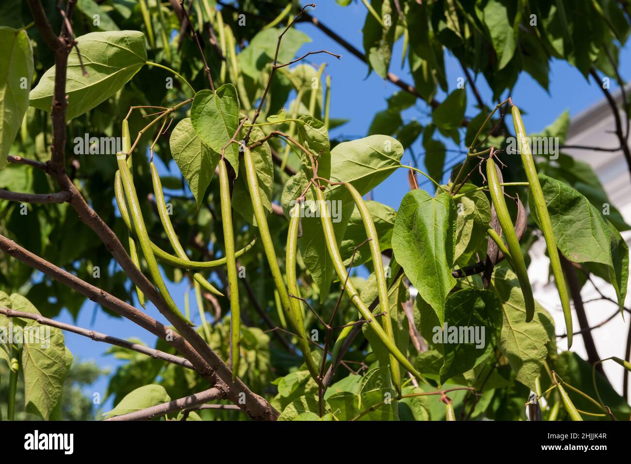 Common bean (Phaseolus vulgaris) pods in field or plantation Stock ...
