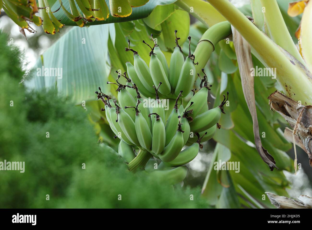 Close up of a bunch of unripe bananas seen hanging from a tree Stock ...